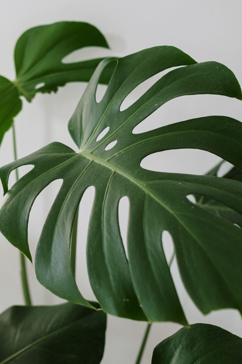 Cuidados y cultivo de la monstera (Costilla de Adán) - JardinsGarden